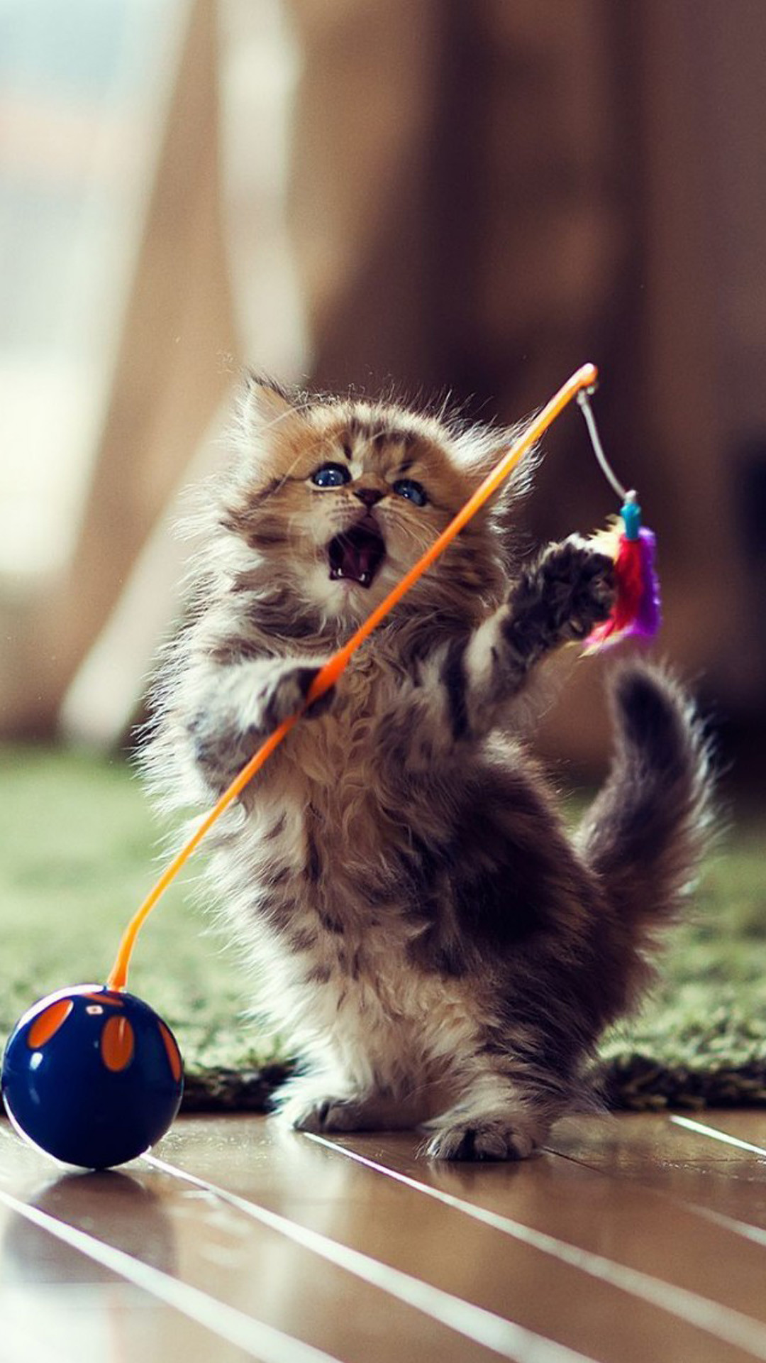 Sfondi Animali (59+ immagini)