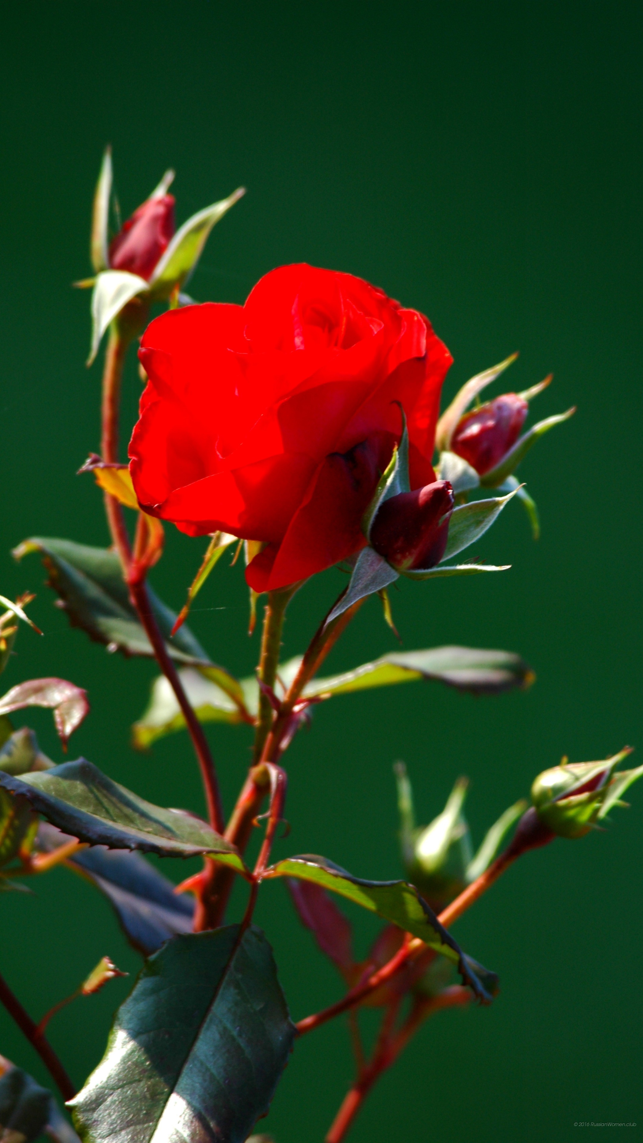 Sfondi per Telefono (85+ immagini)