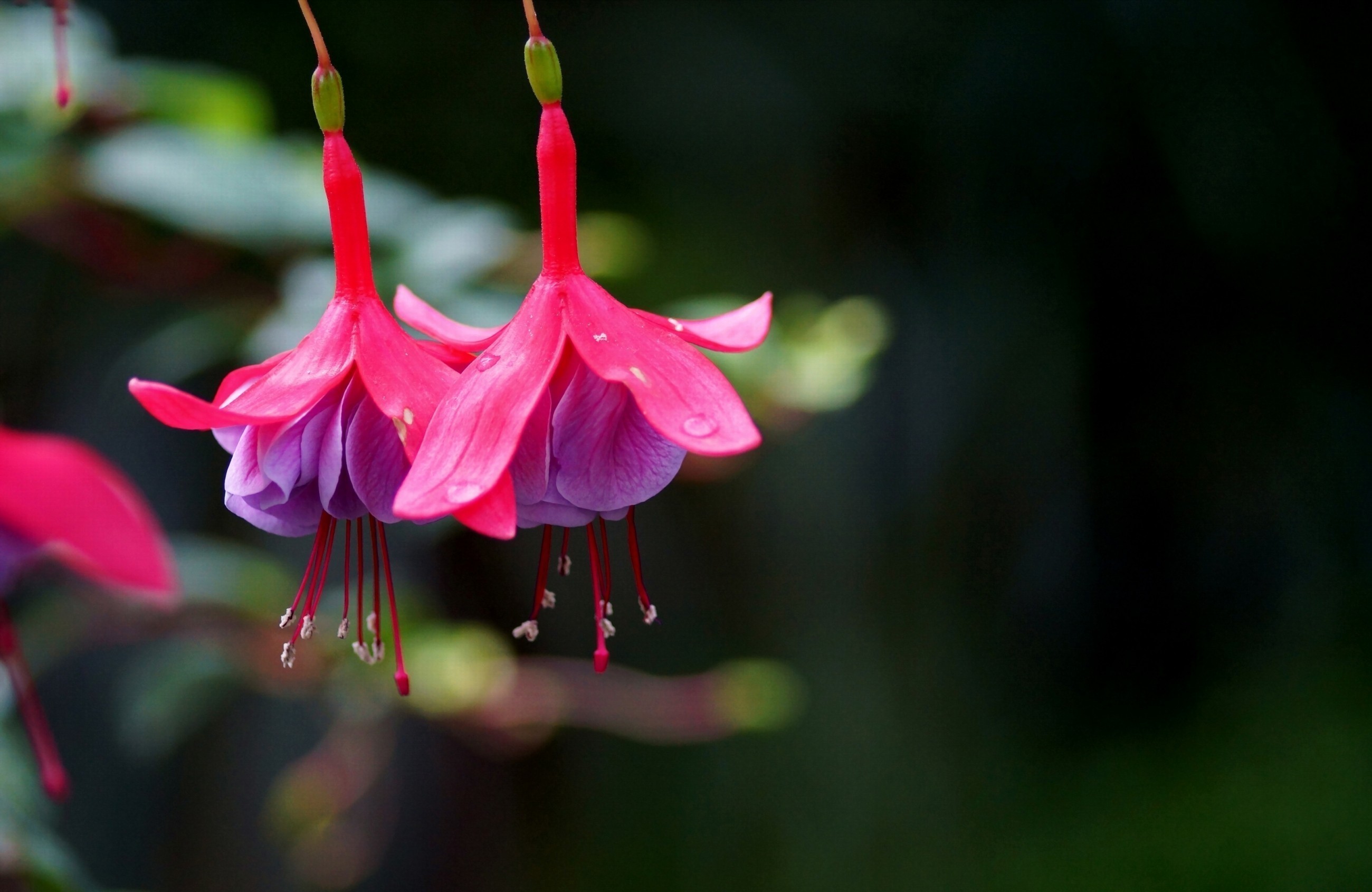 Sfondi Fucsia (78+ immagini)