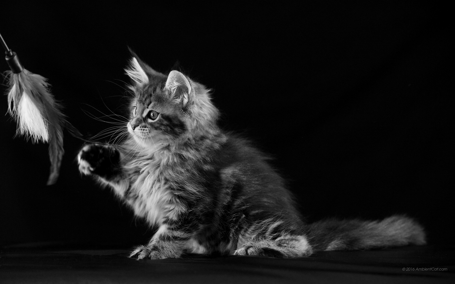 Sfondi Gatti 61 Immagini 